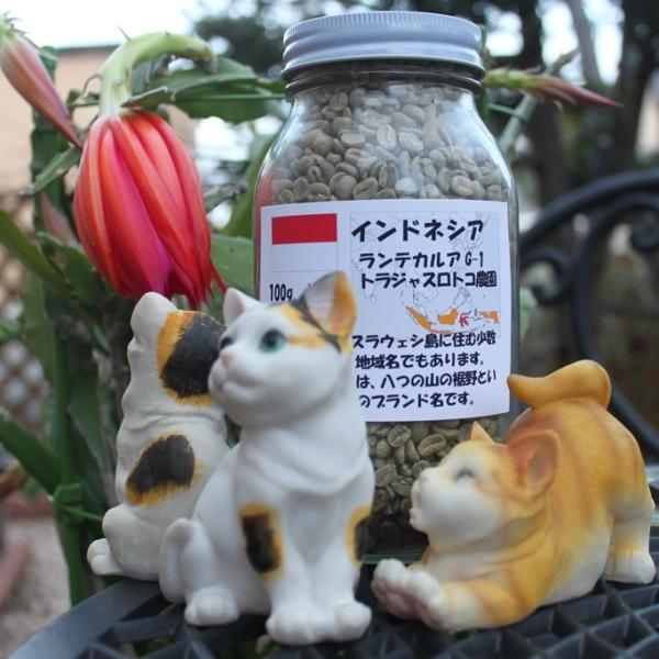 トラジャとは、インドネシア中央部の島、スラウェシ島に住む少数民族の名前であり、地域の名称でもあります。トラジャ産のコーヒー豆は、1940年代オランダの植民地時代、王室御用達に指定されるほど、高い評価を受けていました。1950年ころインドネシ...