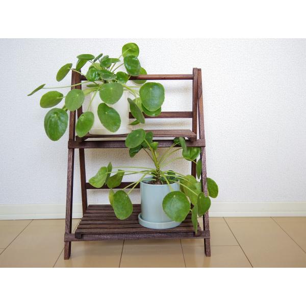 真ん丸の葉っぱかとてもかわいいペペロミオイデス。親株のわきから子株が顔を出し、成長もはやく、ボリュームが出るとさらに可愛さが増します。その様子からラッキープラントとして扱われる事もあり海外では「lucky thaler」等とも呼ばれています...