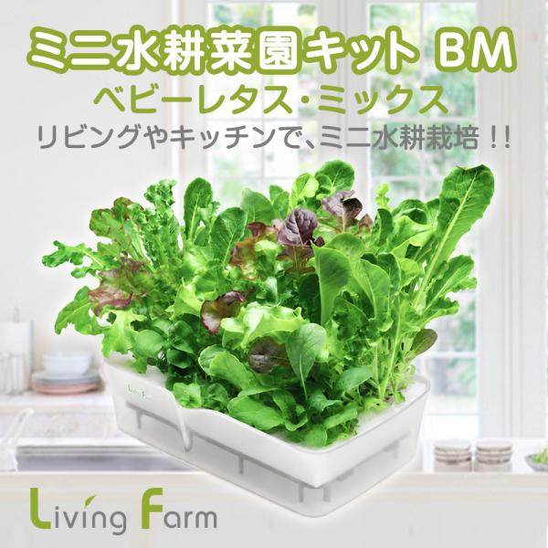 お部屋で気軽に野菜づくりが楽しめる、水耕栽培初心者向けのミニ菜園キット!!土を使わず、水と液体肥料だけで育てるので清潔で扱いやすく、リビングやキッチンなど室内で一年中栽培できます。発芽から成長までを観察しながら育てられ、約25〜30日後には...