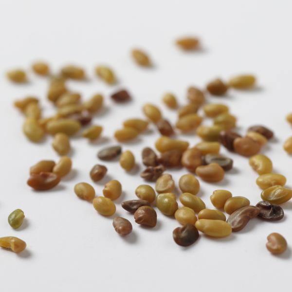 ■品名：アルファルファの種■産地：アメリカ■内容量：100g■保存方法：高温多湿、直射日光を避けてください※収穫後に種に消毒剤を添加しておりません。発芽率は85%です。※パッケージは予告なく変更される場合がございます。