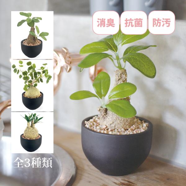 造花キシマKishimaCT触媒オブジェコーデックス塊根植物水やりいらず人工観葉植物,フェイクグリーン,観葉植物消臭,アーティフィシャルグリーン,鉢植えグリーン,人工,植物,フェイク,置き型,インテリア,雑貨,飾り,置物人工観葉植物｜フェイ...