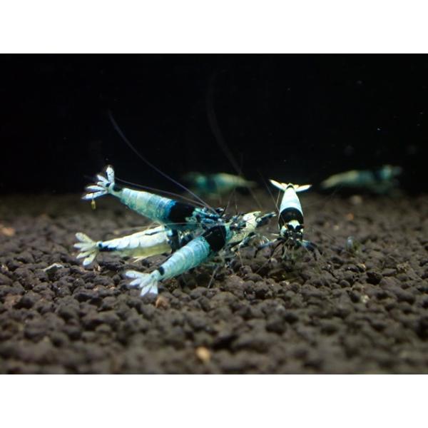 ブラックシャドーモスラシュリンプ。体全体に透明感があり、つやがあるのが特徴。ブラックシャドーの選別品。体長1.2~2.0cm程の個体。※写真と同等クラスの個体をチョイスいたします。　オス、メスランダムにすくいますが、偏る場合があります。ご了...