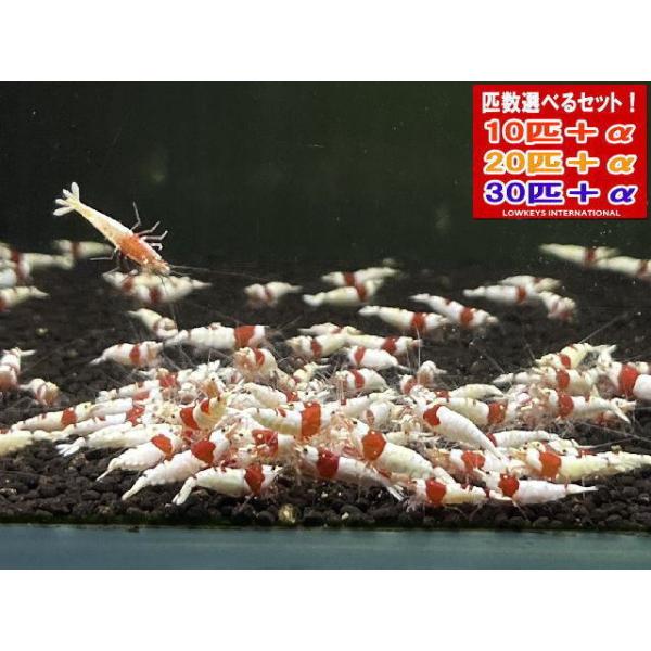 サイズ1.3〜1.6センチ特価商品に付き店頭引取りでもお客様による選別は出来ませんのでご了承ください