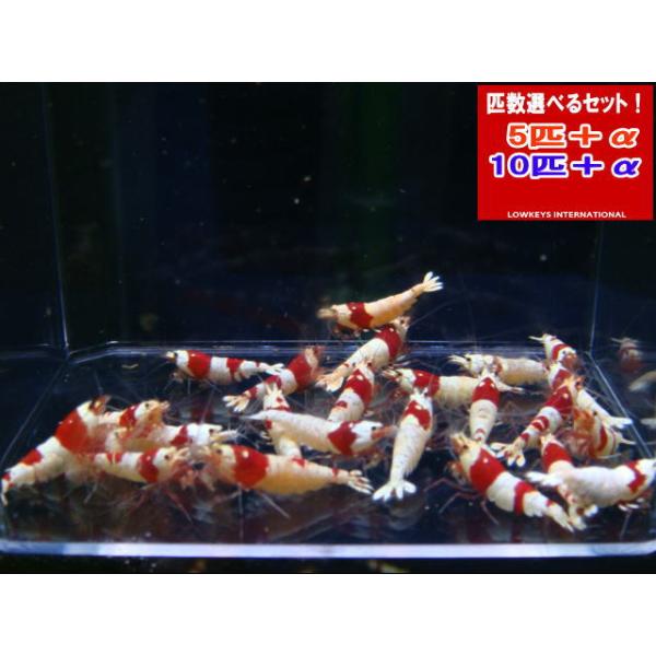 サイズ1.5〜2.0センチ（サイズミックスとなります）在庫に余裕がある場合のみの限定販売となります抱卵個体も入る場合がありますが確約ではありません特価商品に付き店頭引取りでもお客様による選別は出来ませんオマケ分は死着補償分となります