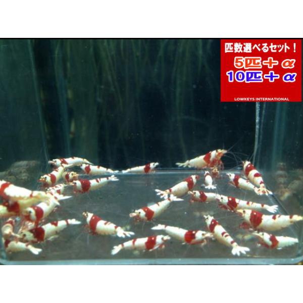 サイズ1.3〜1.8センチブランドの指定は出来ません（画像はサンプルです）特価商品に付き店頭引取りでもお客様による選別は出来ませんのでご了承くださいオマケ分は死着補償分となります