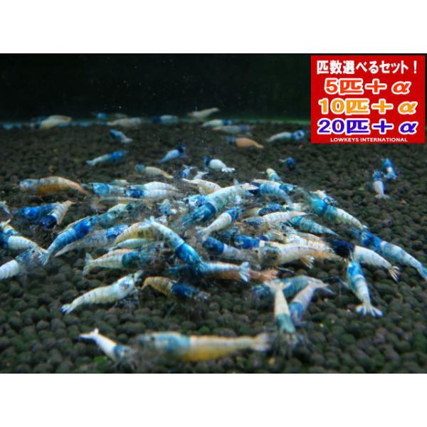 サイズ1.2〜1.6センチ＊見た目判断となりますのでハイブリ系も混ざる可能性があります特価商品に付き店頭引取りでもお客様による選別は出来ませんのでご了承くださいオマケ分は死着補償分となります