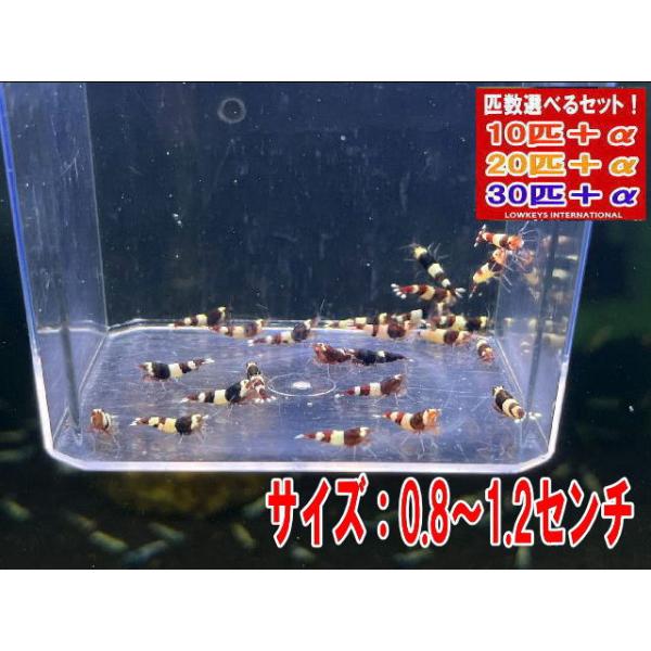 サイズ0.8〜1.2センチ特価商品に付き店頭引取りでもお客様による選別は出来ませんのでご了承ください