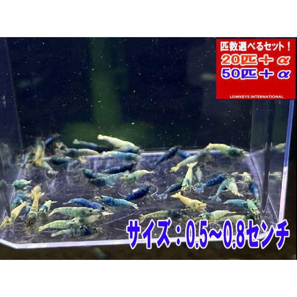 サイズ0.5〜0.8センチグレードは画像程度の割合となりますが多少前後しますのでご了解の上お願いいたします特価商品に付き店頭引取りでもお客様による選別は出来ませんオマケ分は死着補償分となります