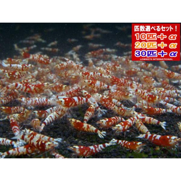 サイズ1.2〜1.6センチ（サイズミックスとなります）特価商品に付き店頭引取りでもお客様による選別は出来ませんオマケ分は死着補償分となります