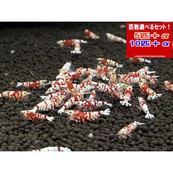 サイズ1.3〜1.8センチ（サイズミックスとなります）特価商品に付き店頭引取りでもお客様による選別は出来ませんオマケ分は死着補償分となります