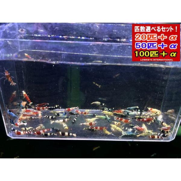 ＊種類の指定は出来ませんフィッシュボーン・レッドフィッシュボーン・ブラックピントレッドピント・ターコイズ・ブラックシャドー・レッドシャドーレッドファンシー・ブラックファンシー・新種系その他も混ざる場合がありますまた見た目レッドビー・黒ビーも...