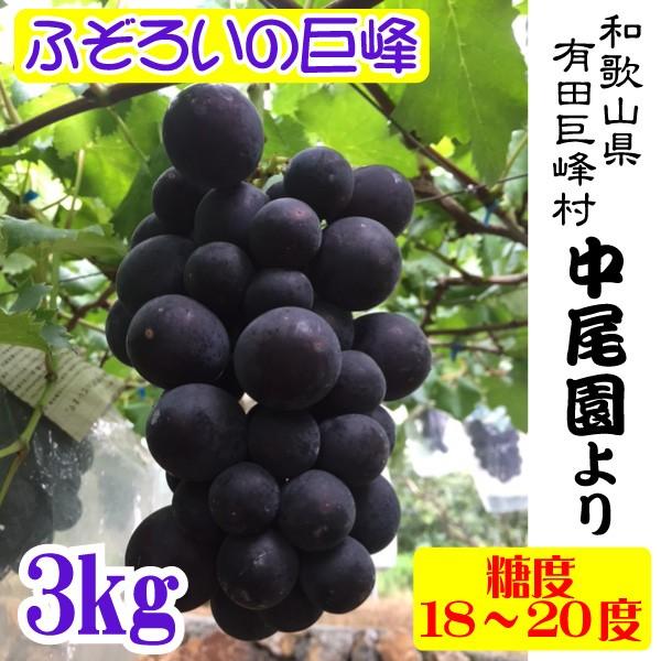 【和歌山県 有田 巨峰村 中尾園の樹成り完熟巨峰 種あり ぶどう】 朝採れたての新鮮な巨峰を農園から直送させて頂きます【生産者】　和歌山県有田郡有田川町川口　巨峰村　中尾園　中尾重子　　　　　　●朝採りぶどうを、その日に発送します。●1kg...