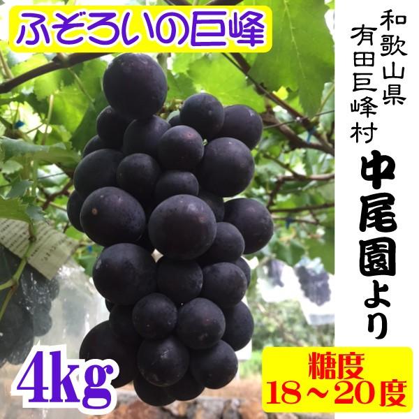 【和歌山県 有田 巨峰村 中尾園の樹成り完熟巨峰 種あり ぶどう】 朝採れたての新鮮な巨峰を農園から直送させて頂きます【生産者】　和歌山県有田郡有田川町川口　巨峰村　中尾園　中尾重子　　　　　　●朝採りぶどうを、その日に発送します。●1kg...