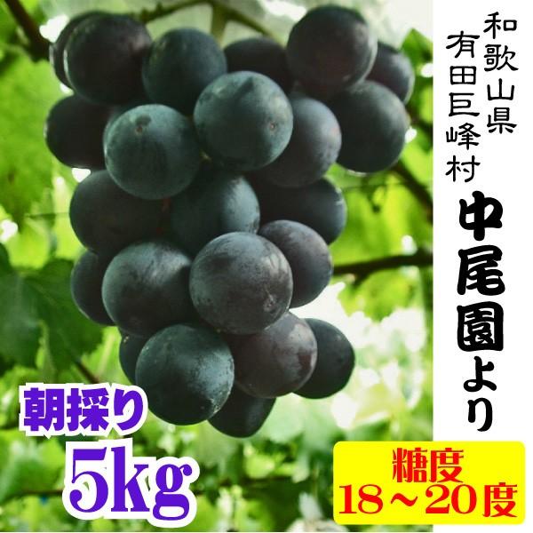 【和歌山県 有田 巨峰村 中尾園の樹成り完熟巨峰 種あり ぶどう】 朝採れたての新鮮な巨峰を農園から直送させて頂きます【生産者】　和歌山県有田郡有田川町川口　巨峰村　中尾園　中尾重子　　　　　　●朝採りぶどうを、その日に発送します。●1kg...