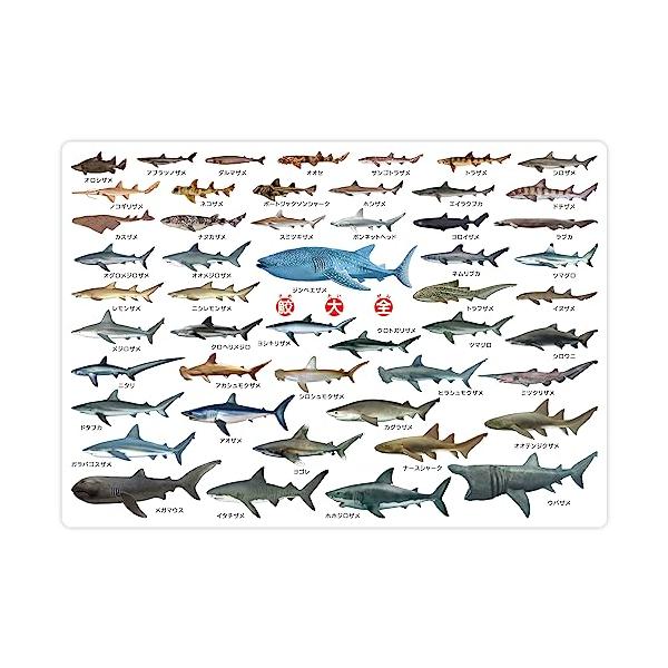 鮫/ワンサイズ/1853-asj-005・サイズ(約):H210×W297mm・生産国:日本