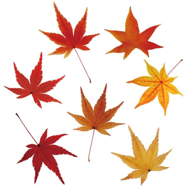 日本製・3MUのウォールステッカー「もみじ 紅葉」。スイッチ周り、トイレ、水周り、家電、家具、ドアなど、色々な場所で使えるパーツステッカーです。インテリアのアクセントに。■シートサイズ：W210×H297mm×2枚組■素材：MU3透明マット...