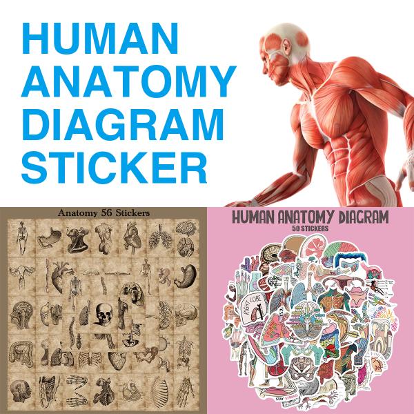 人体解剖図 ( human anatomy diagram ) のステッカーセット。防水加工ですので幅広い用途でご使用頂けます。スーツケースやパソコン、スケートボードなどに最適！デザインごとにサイズは異なりますが1枚あたりのサイズは約5cm...