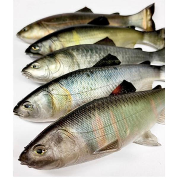 新開発デモンテール装着！スーパースロースイミングに特化した超ナチュラルスイムベイトレイジースイマーはスローリトリーブでもデモンテールを左右に規則正しく振り子のように動かし、重量感のある水押しアクションを発生させるデッドスロー特化型ナチュラル...