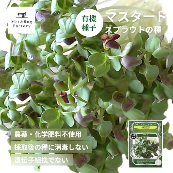 ホワイトマスタードの発芽初期は、ピリッとした味。葉が育ってくればスパイシーな風味を楽しめるスプラウトです。種まきから3〜10日ほどで収穫開始できます。室内で気軽に栽培を楽しめます。播種適期は周年で一年中収穫をお楽しみいただけます。また、【カ...