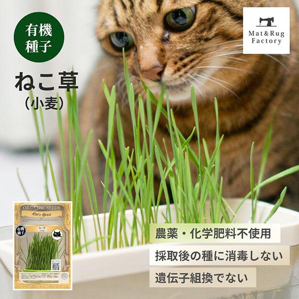 ムギ類の中でもビタミン、ミネラル等栄養豊富でバランスの良い小麦のねこ草です。犬、ネコ用の小麦の草です。主にネコ・イヌ用です。直播し、日当たりのいい場所で、乾燥させすぎないように育てます。プランターなら、表土全体に均等にまき、うすく覆土します...