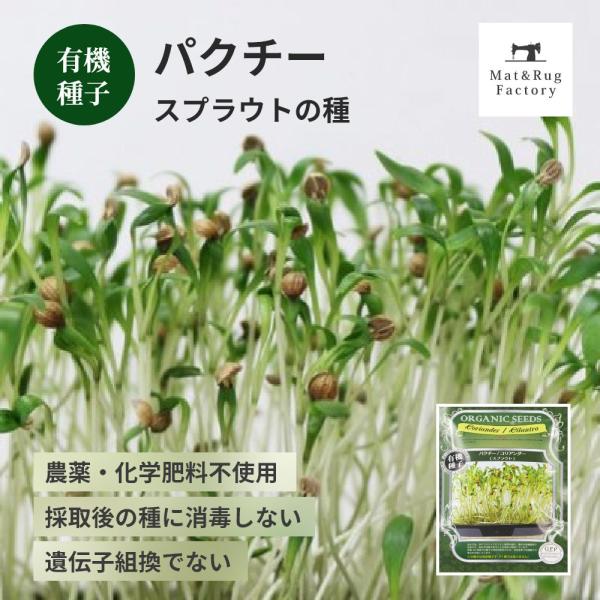 パクチーの香りそのままのスプラウトです。種まきから10〜15日ほどで収穫開始できます。室内で気軽に栽培を楽しめます。播種適期は周年で一年中収穫をお楽しみいただけます。また、【カイワレ型】の育て方で収穫ができます。カイワレ型で便利なスプラウト...
