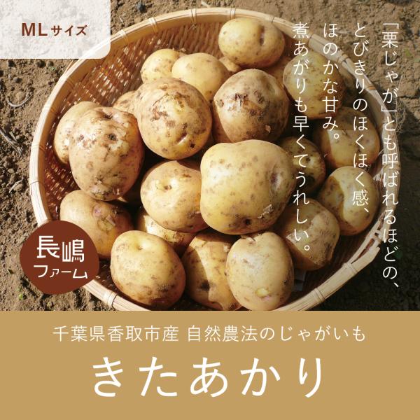 【発売日：2016年05月01日】別名「栗じゃが」と呼ばれるほどのホクホク感、甘みの強さ、鮮やかな黄色の果肉。煮あがりが早くつぶしやすいので、ポテトサラダやマッシュポテトを手軽に作れます。アツアツ、ホクホクの美味しさを堪能できるコロッケにす...