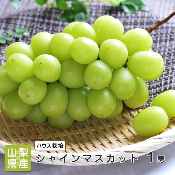 【発売日：2026年07月15日】ハウス栽培 シャインマスカット産地名 山梨県産＊天候・季節によって産地が変わる事がございます。ご了承下さい。内容量 1房 約550g-600g （風袋込）保存方法 商品到着後は冷蔵庫にて保管して頂きまして早...