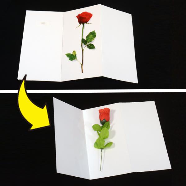 3つ折りのボードの描かれた薔薇の花が、本物の薔薇（造花）の変化する！和みのトリックです。