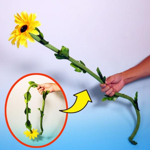 萎れたひまわりの花の茎に水をあげる？と、茎がピーンと硬直してひまわりの花が元気になります。【夏】