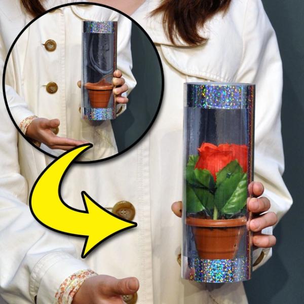 透明チューブの中にある空の鉢に一瞬でバラの花が出現！ほとんど自動的にワンタッチでできます！【薔薇】