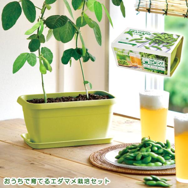 たっぷりと2Lの土が入るカラープランターで育てる栽培キット。土の量が多い分、根がしっかりと張り植物が丈夫に育ちます。インテリアのアクセントにもなるプランターは受け皿付き家庭菜園 枝豆 えだ豆 室内栽培可 屋内栽培可 ベランダ菜園　