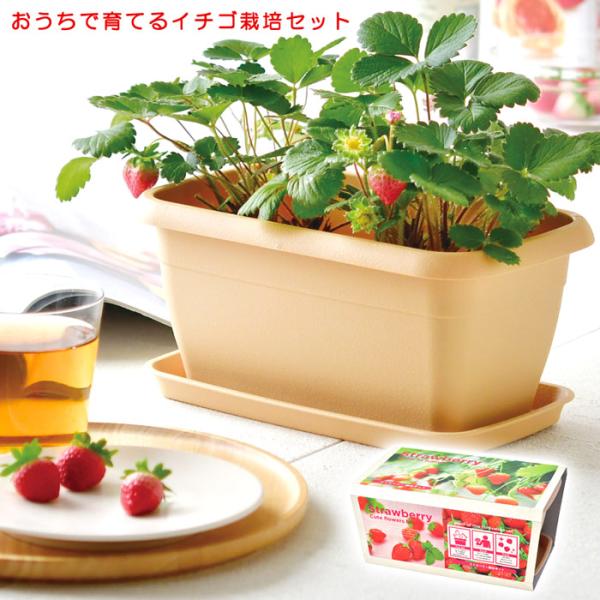 たっぷりと2Lの土が入るカラープランターで育てる栽培キット。土の量が多い分、根がしっかりと張り植物が丈夫に育ちます。インテリアのアクセントにもなるプランターは受け皿付き家庭菜園 四季なりいちご 苺 室内栽培可 屋内栽培可 ベランダ菜園 いち...