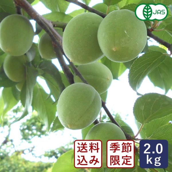数量限定【農園主　高田果園さんより】今年も丁寧に育てた自慢の紀州南高梅が実りました。土づくりから栽培、加工、販売まで一貫体制で美味しい梅干しを作る高田果園だからこそ、梅一粒ひと粒に深い想いとこだわりがあります。梅ジュースや梅酒を自宅で手作り...