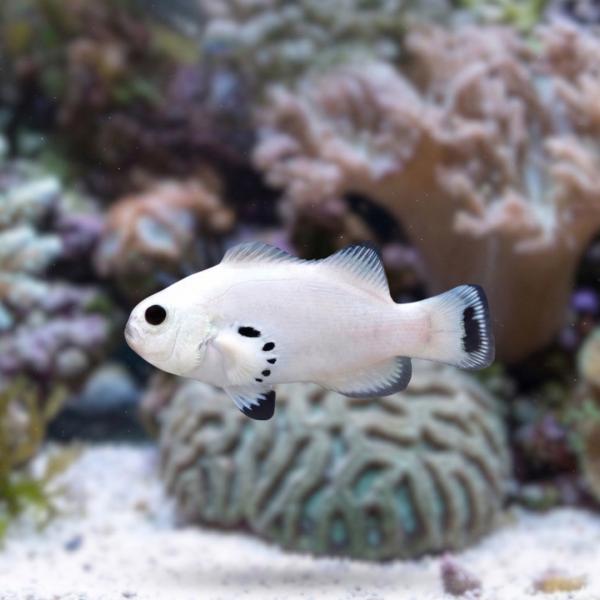 販売名：プラチナストームオセラリス学名：Amphiprion ocellaris var.分布：改良品種最大体長：8cm純白の体色に黒い模様が不規則に入る、非常に美しく芸術的なクマノミです。ストームシリーズの中でも白の面積が広く、水槽内での...