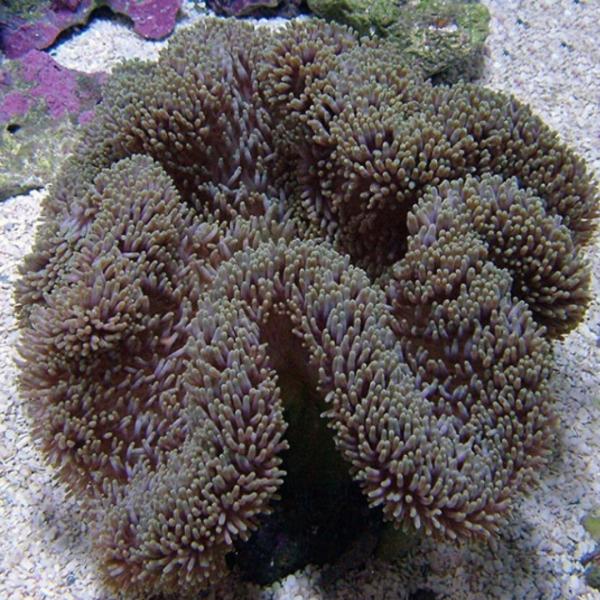 販売名： ハタゴイソギンチャク学名： Stichodactyla gigantea分布： 西部太平洋〜インド洋最大体長： 50cmカクレクマノミが最も好んで共生することで知られる、大人気のイソギンチャクです。短い触手が密生し、絨毯のように広...