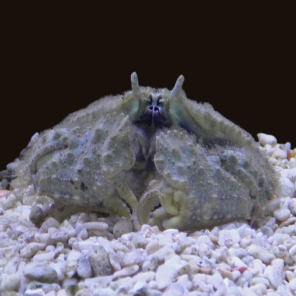 販売名： ソデカラッパ別名（略称）： ―学名： Calappa hepatica分布： インド洋〜西太平洋最大体長： 甲幅約10cm丸みを帯びたユーモラスな体型が特徴のカラッパの仲間です。右側のハサミにある特殊な突起を使って、巻貝の殻を「缶...