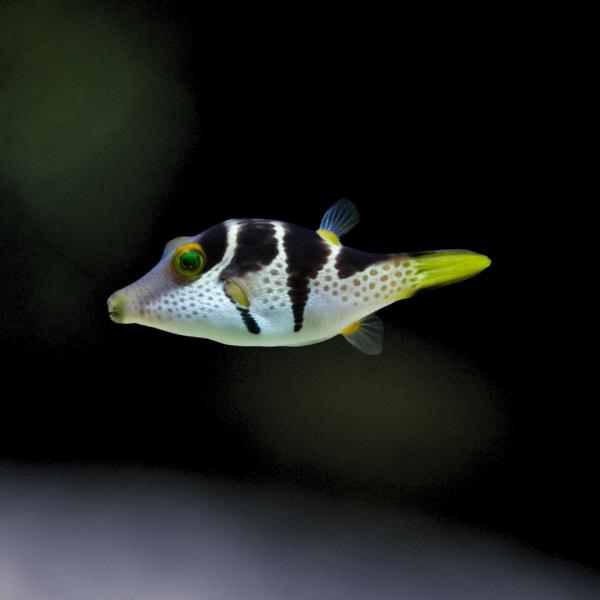 販売名: シマキンチャクフグ別名（略称）: ―学名: Canthigaster valentini分布: 太平洋、インド洋最大体長: 約11cm背中に入る４本の黒い鞍（くら）のような模様が特徴的な、非常に人気の高い小型フグです。小さなヒレを...