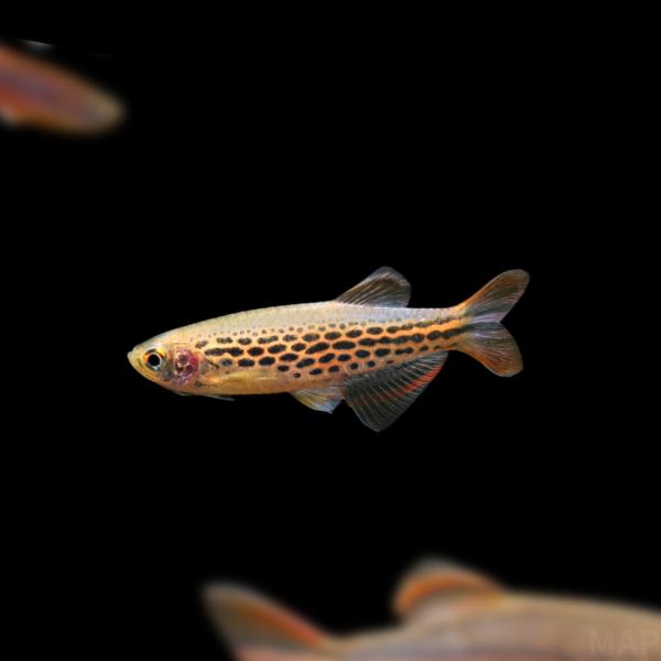 販売名： キャスィトダニオ別名（略称）： ―学名： Danio kyathit分布： ミャンマー最大体長： 4cmゼブラダニオに近い仲間で、ヒレの縁が美しいオレンジ色に染まるのが特徴です。体側の模様には個体差があり、スポット状になるタイプや...