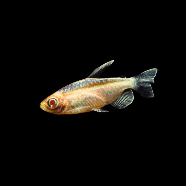 販売名： アルビノコンゴテトラ別名（略称）： ―学名： Phenacogrammus interruptus var.分布： 改良品種（原種：アフリカ）最大体長： 約9cm商品説明虹色に輝くコンゴテトラのアルビノ改良品種です。上品なクリーム...