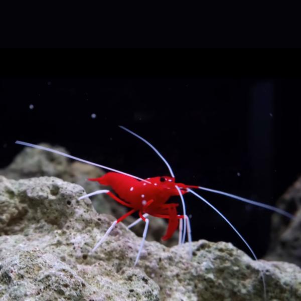 販売名： シロボシアカモエビ別名（略称）： ホワイトソックス学名： Lysmata debelius分布： 西部太平洋、インド洋最大体長： 7cm鮮烈な真紅の体に、白い靴下を履いたような脚と白いスポットが入る、非常に美しい海水性のエビです。...