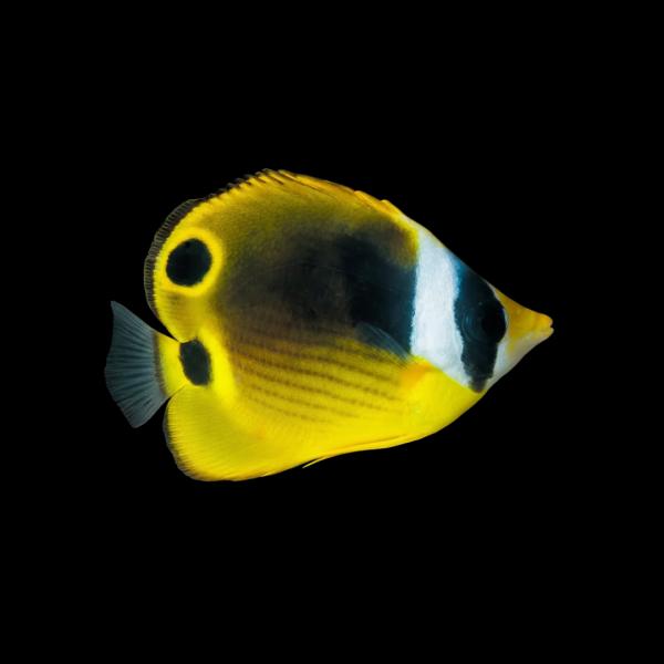 販売名： チョウハン別名（略称）： ―学名： Chaetodon lunula分布： インド洋、太平洋最大体長： 約20cm黄色い体に、名前の由来となった三日月（半月）のような黒い模様が特徴的なチョウチョウウオです。チョウチョウウオの仲間で...