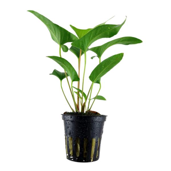 販売名： アヌビアス ‘グラキリス’別名（略称）： ―学名： Anubias gracilis分布： 改良品種（原種：西アフリカ）育成後のサイズ目安： 草丈20〜40cm程度世界有数の水草ブランド、デンマーク・トロピカ社が育てた高品質なポッ...