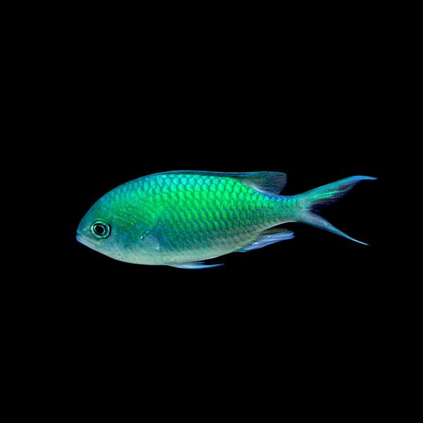 販売名： デバスズメ別名（略称）： 学名： Chromis viridis分布： インド洋、西部太平洋最大体長： 約10cm商品説明光の加減で輝きが変化するエメラルドグリーンの体色が大変美しいスズメダイの仲間です。スズメダイとしては非常に温...