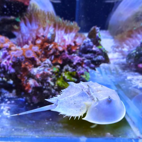 販売名： アメリカカブトガニ別名： ―学名： Limulus polyphemus分布： 北米大西洋岸最大体長： 全長約60cm数億年前から姿を変えていない「生きた化石」です。砂に潜る性質があり、底砂の撹拌や残餌の処理役として活躍します。餌...