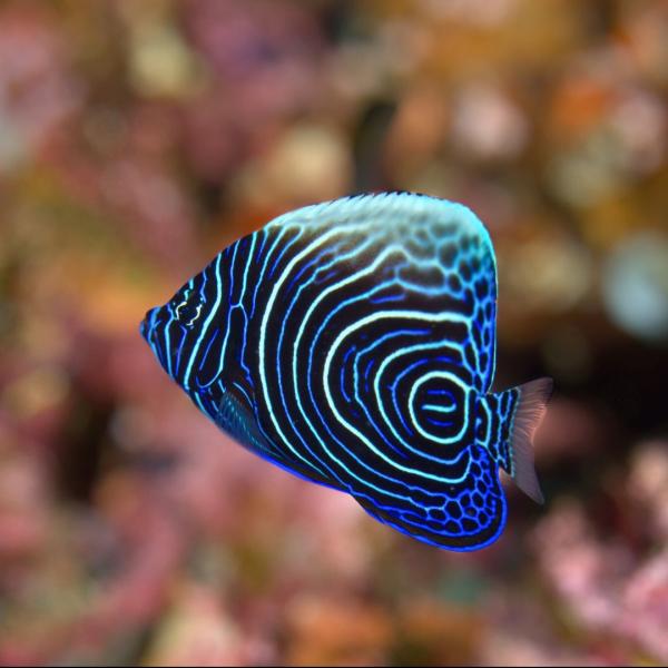 販売名： ウズマキ（タテジマキンチャクダイ 幼魚）別名（略称）： ウズマキヤッコ学名： Pomacanthus imperator分布： インド洋、太平洋最大体長： 約40cm濃紺の体に白い渦巻き模様が美しい、「タテジマキンチャクダイ」の幼...