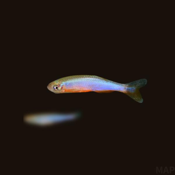 販売名：ブラキダニオ・エスメラルダ別名（略称）：エスメラルダダニオ学名：Danio roseus分布：ミャンマー、タイ最大体長：約3〜4cm桃色がかった体色に、成長するとエメラルドグリーンの光沢が現れる非常に美しい小型のダニオです。性格は非...