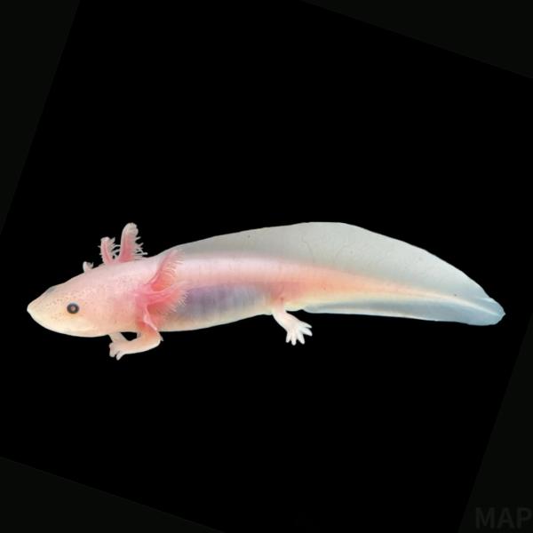 販売名： ウーパールーパー リューシスティック別名（略称）： メキシコサラマンダー学名： Ambystoma mexicanum分布： 改良品種 (原種：メキシコ・ソチミルコ湖周辺)最大体長： 約25cm白〜淡いピンクの体に黒い目が特徴的な...