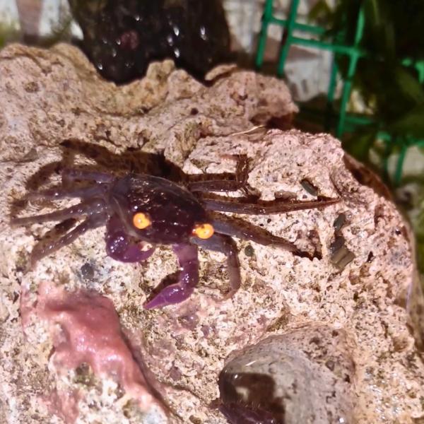 販売名： ヴァンパイアクラブ別名（略称）： デナリークラブ学名： Geosesarma dennerle分布： インドネシア（ジャワ島）最大体長： 甲幅 約2cm紫色の体と黄色い目が印象的な、ヴァンパイアクラブの代表種です。陸棲傾向が非常に...