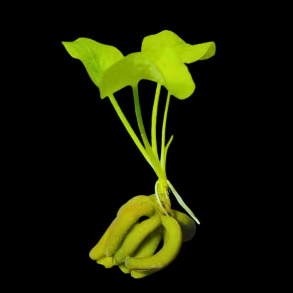 販売名：バナナプラント別名（略称）：―学名：Nymphoides aquatica分布：北米（国産株）バナナの房のような見た目の浮き袋（塊茎）が大変可愛らしい、人気の水草です。この浮き袋に栄養を蓄えています。育成は非常に簡単で、底床にそっと...