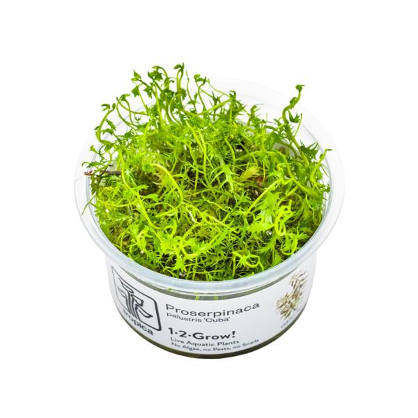販売名： トロピカ社 1-2-Grow! プロセルピナカ・パルストリス別名（略称）： ―学名： Proserpinaca palustris 'Cuba'分布： キューバ育成難易度： ★★★☆☆商品説明キューバ原産の美しい有茎草です。最大の...
